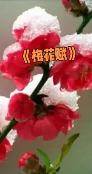 梅花APP怎么打不开了图标
