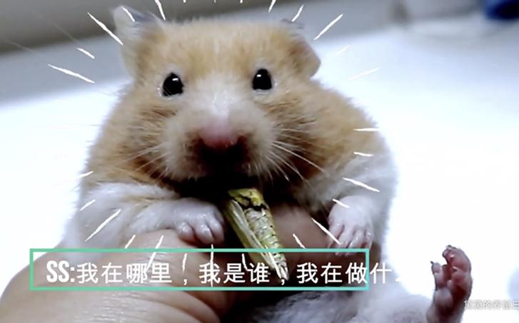 毛仓鼠精图标