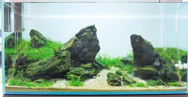 鱼缸为什么要贴黑色背景图标