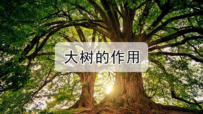 树木对人类的帮助图标