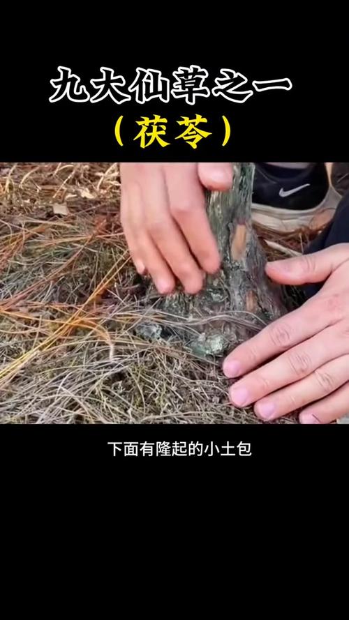 云灵与茯苓有区别吗图标