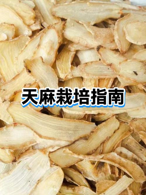 天麻好种植吗图标