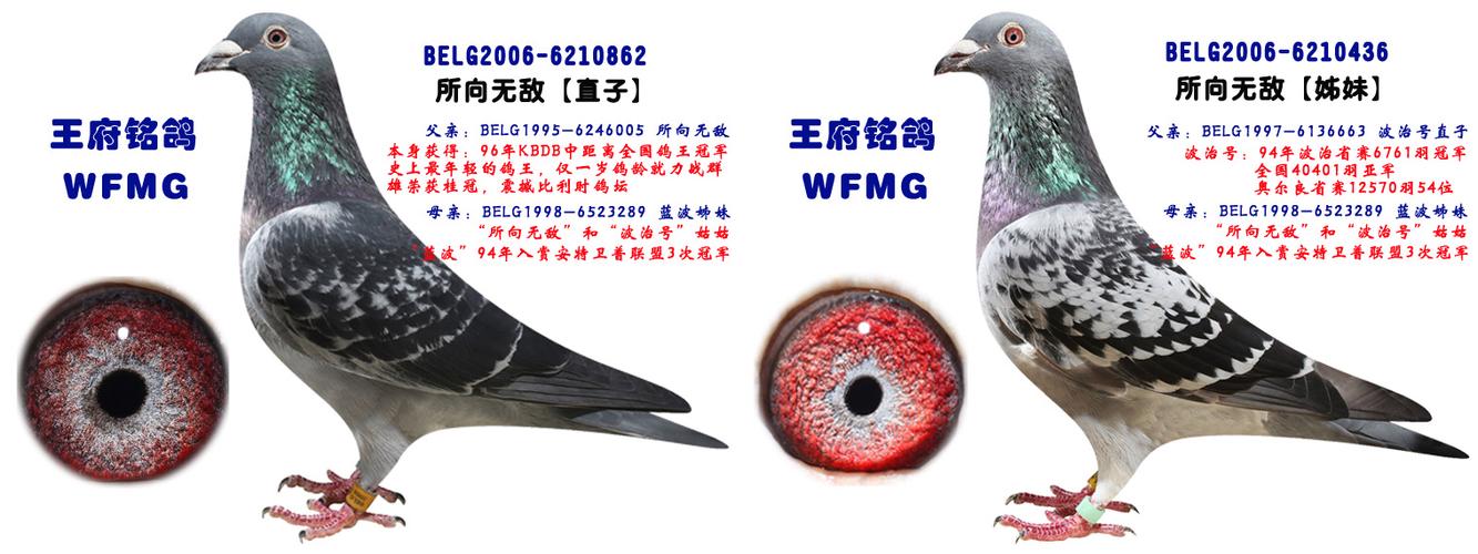 中国信鸽信鸽信息网图标
