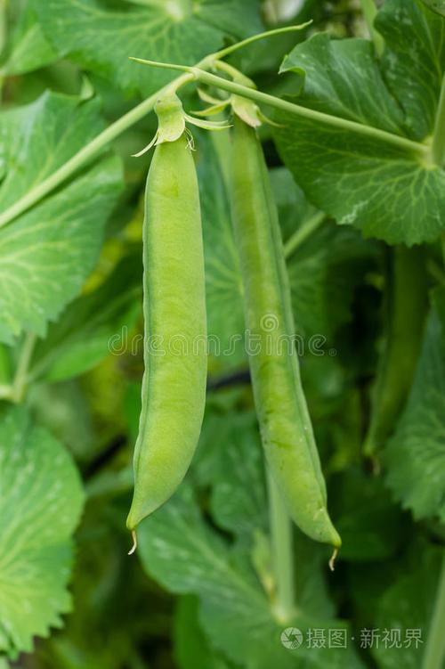 大豌豆荚豌豆荚图标