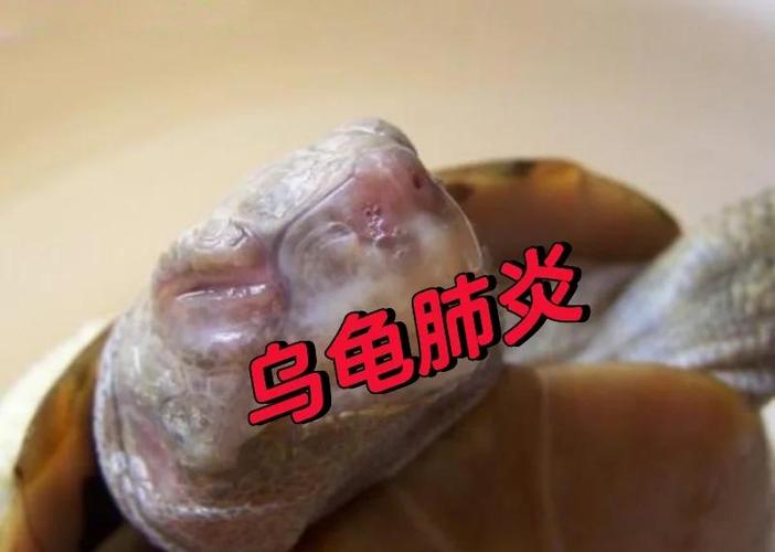 乌龟肺炎一般几天恢复图标