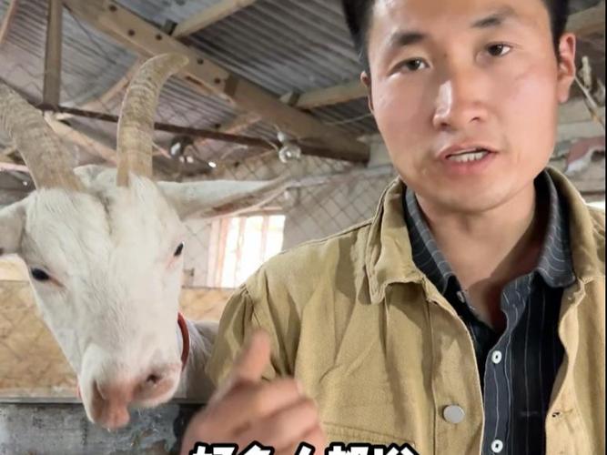 我有一只羊图标