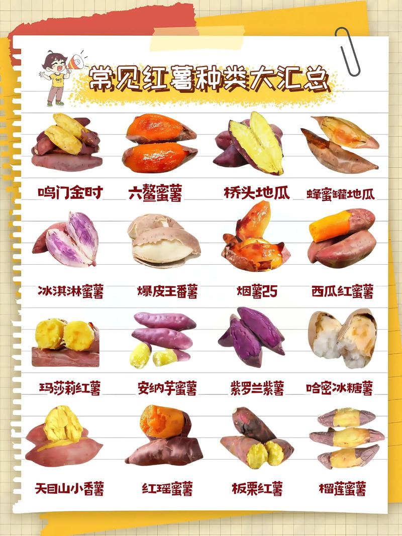 地瓜的品种介绍图标