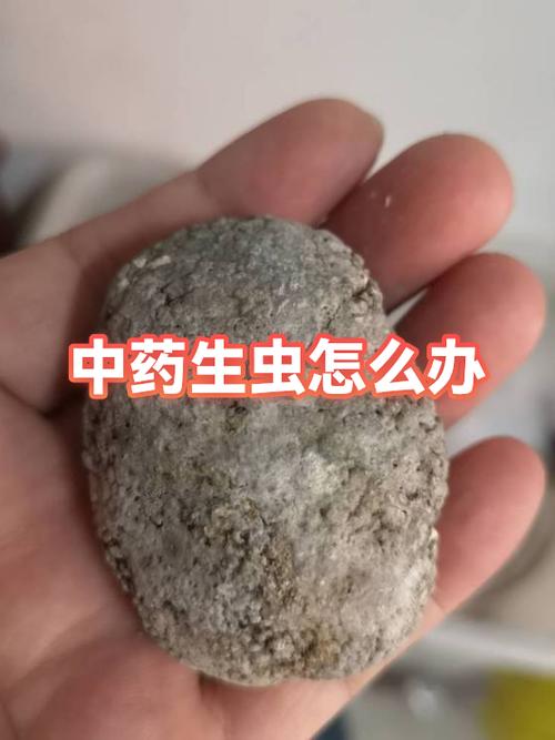 已生虫的中药如何处理图标