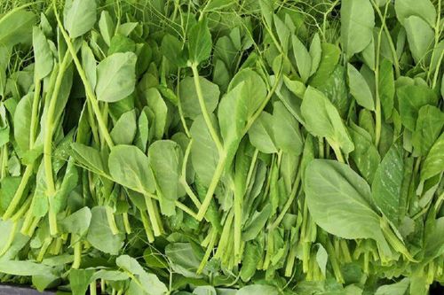 豌豆尖可以一年四季种植么截图
