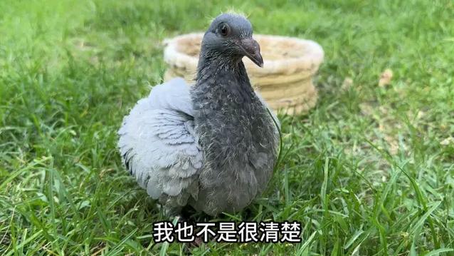鸽子零天手养截图