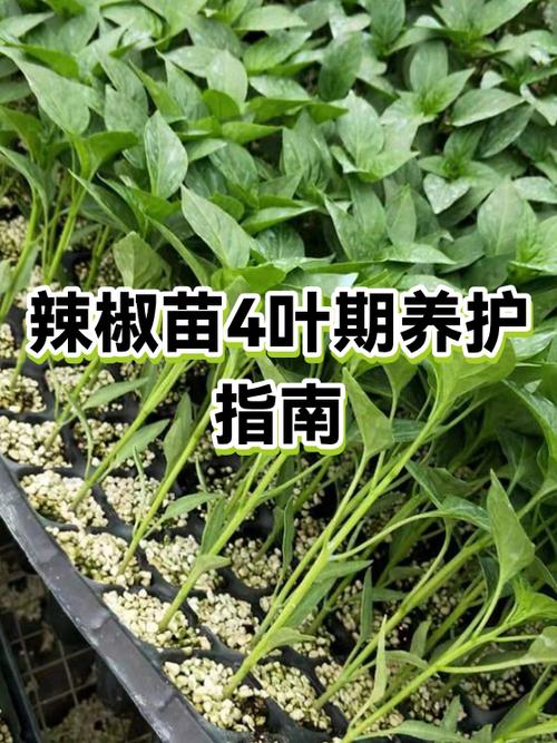 老辣椒苗可以短截吗截图