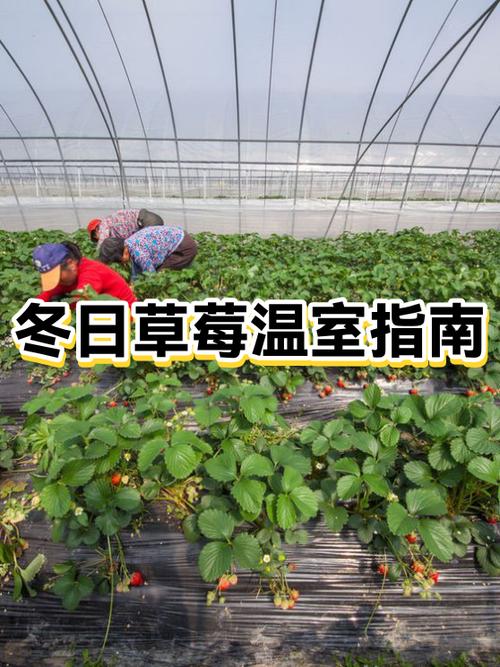 草莓放冷藏还是冷冻图标