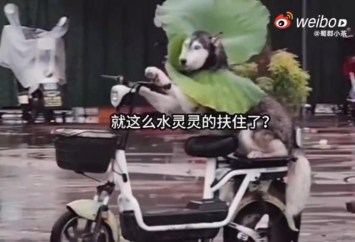 人工智能狗截图
