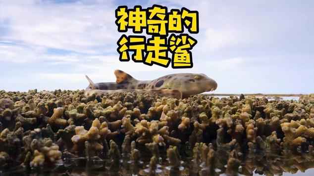 鲨鱼走路视频截图