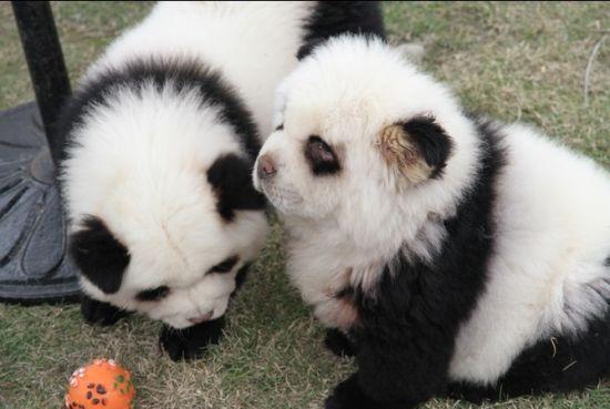 熊猫犬为什么不建议养截图