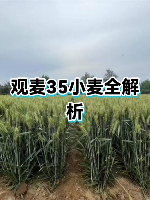 观麦图标