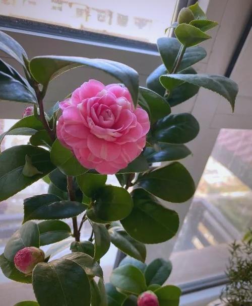 适宜北方种植的花卉图标