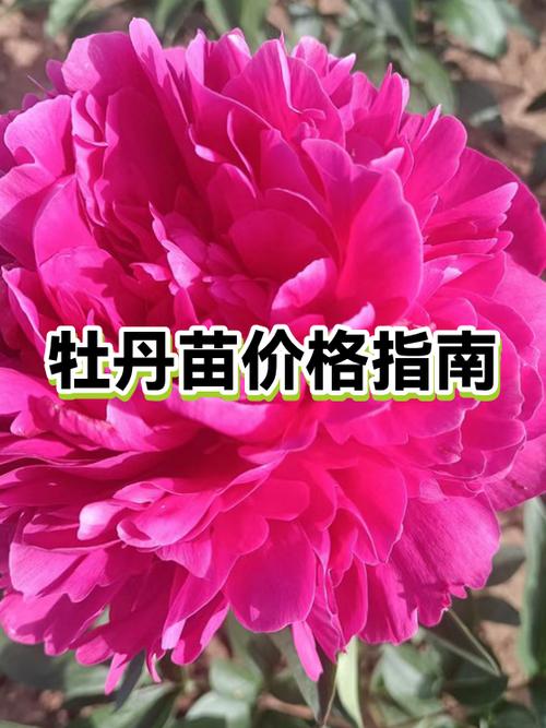 三年牡丹苗多少钱一棵图标