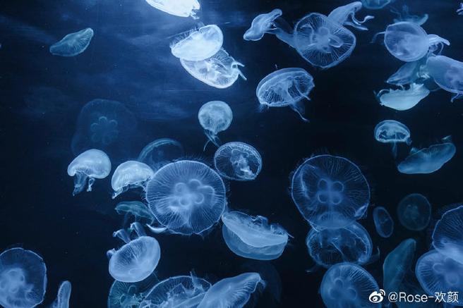 水母云一1618截图