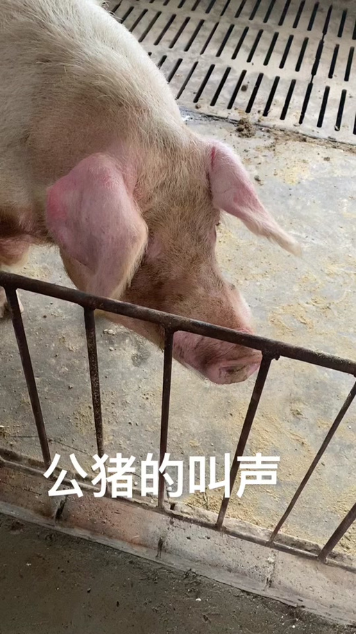 猪叫声mp3图标