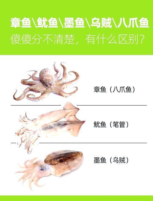 鱿鱼为什么便宜图标