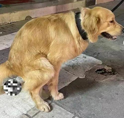 狗狗拉粑粑视频图标
