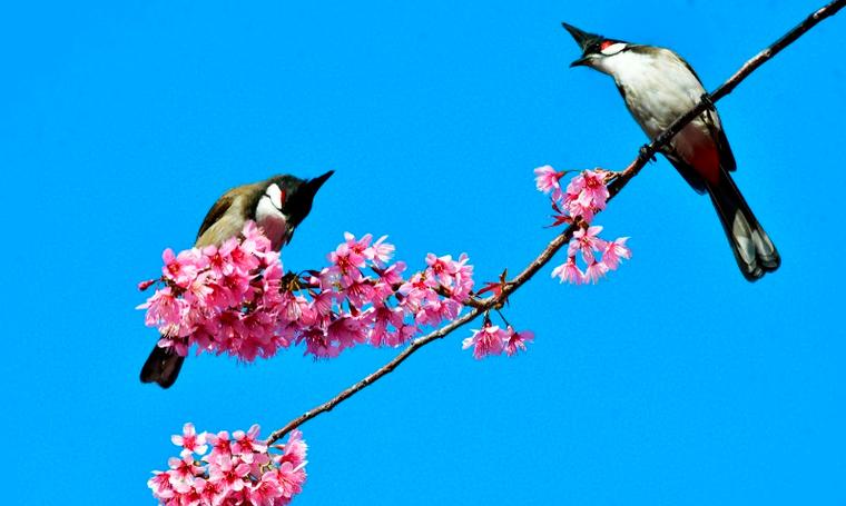 甜蜜樱花截图