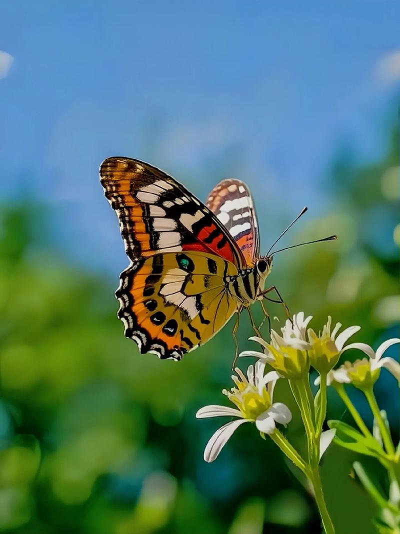哎呀咿呀butterfly图标