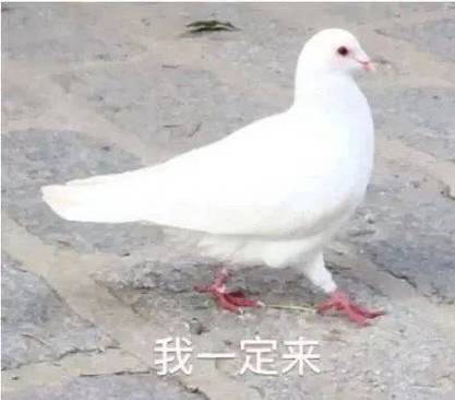 鸽子的表情符号图标