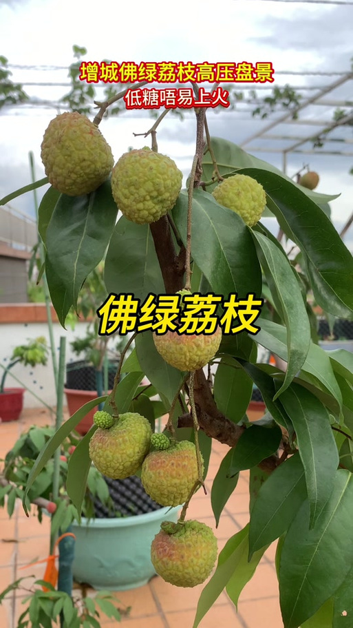 荔枝品种图标
