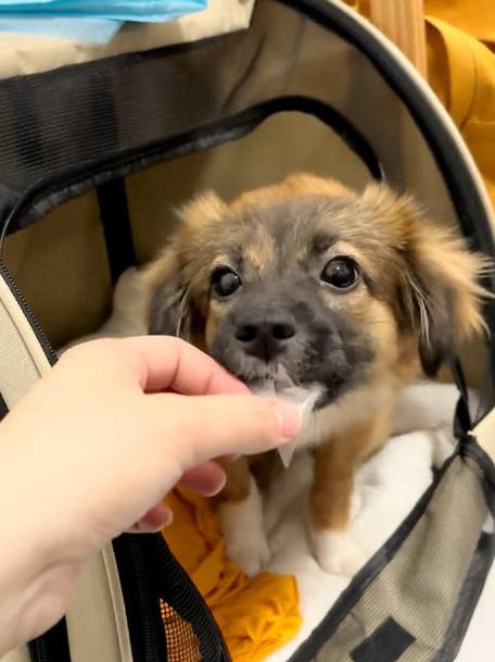 狗狗可以吃糯米粑吗截图