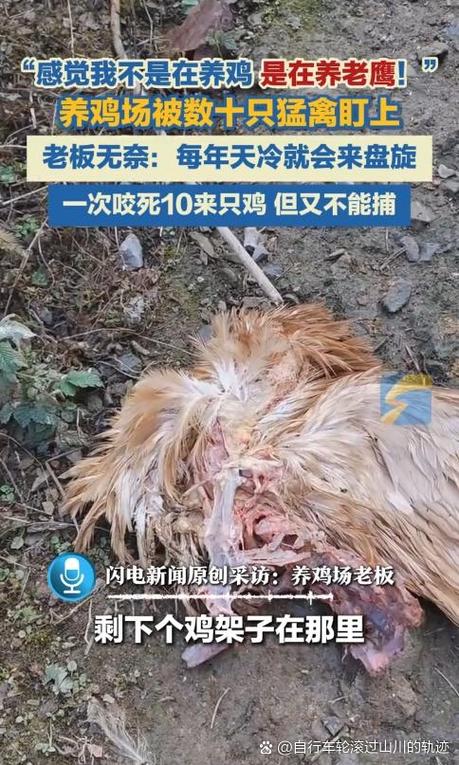 杭州可以养鸡吗截图