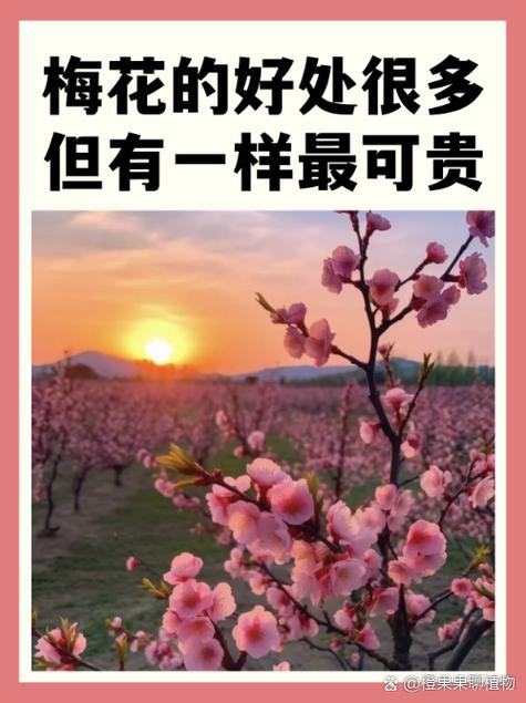 梅花对身体有什么好处图标