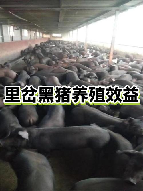 黑猪的利润有多大图标