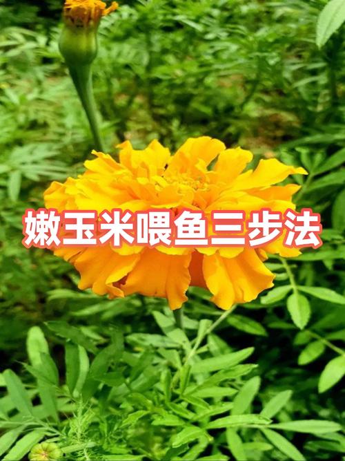 喂鱼的正确方法截图