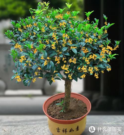 桂花树去哪里买