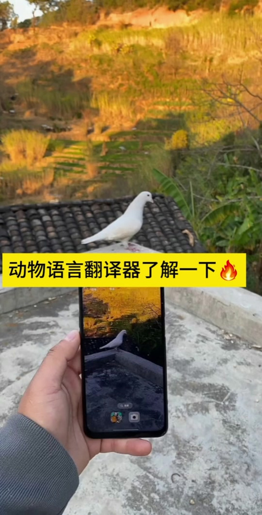 燕子语言翻译器图标