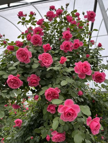 月季花的开花季节图标