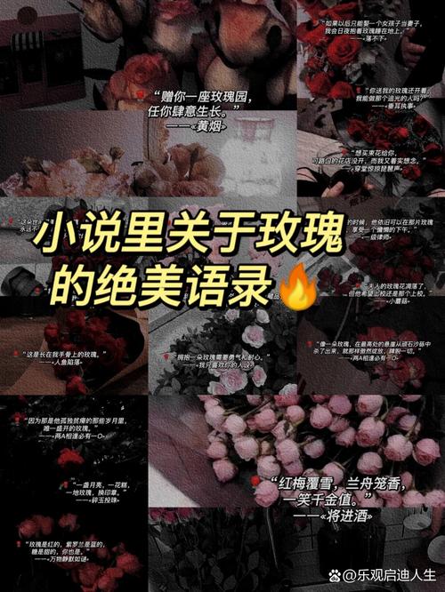玫瑰小说app下载图标