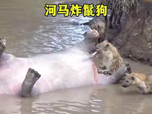河马爆炸能炸死鬣狗吗图标