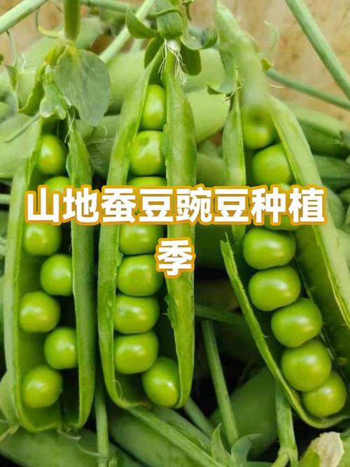 蚕豆视频免费观看电视剧图标