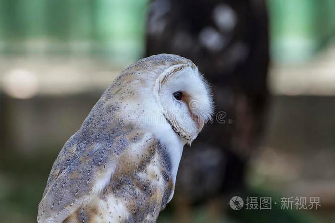 白头猫头鹰图标