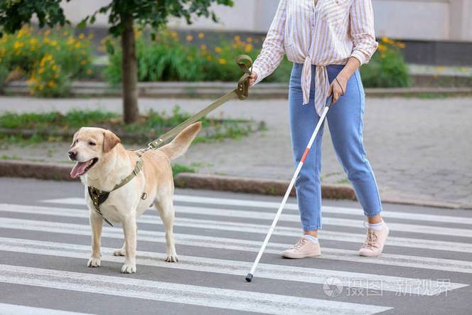 盲人代表什么动物缩略图