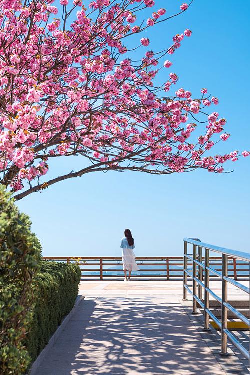 图片唯美 樱花女孩图标