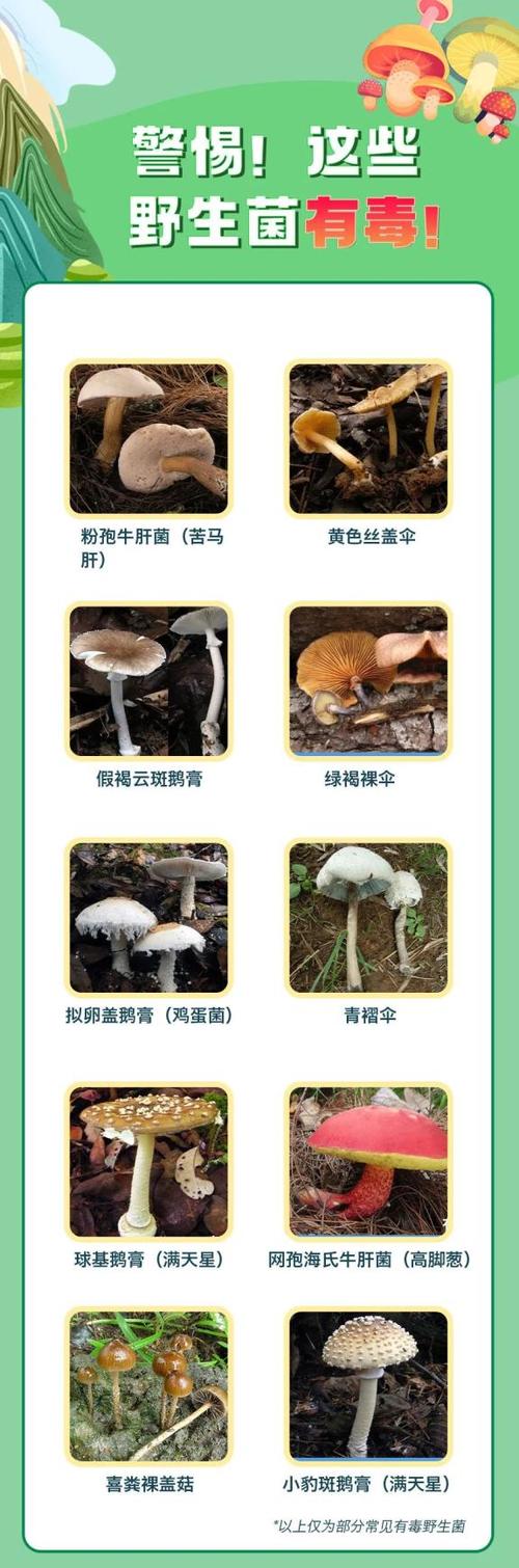 如何识别蘑菇是否有毒图标