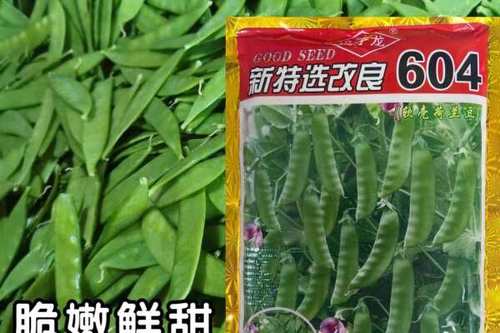 荷兰豆紫花好还是白花好图标