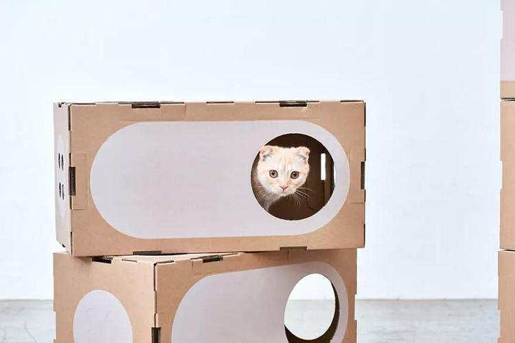 用纸箱自制简易猫咪玩具图标
