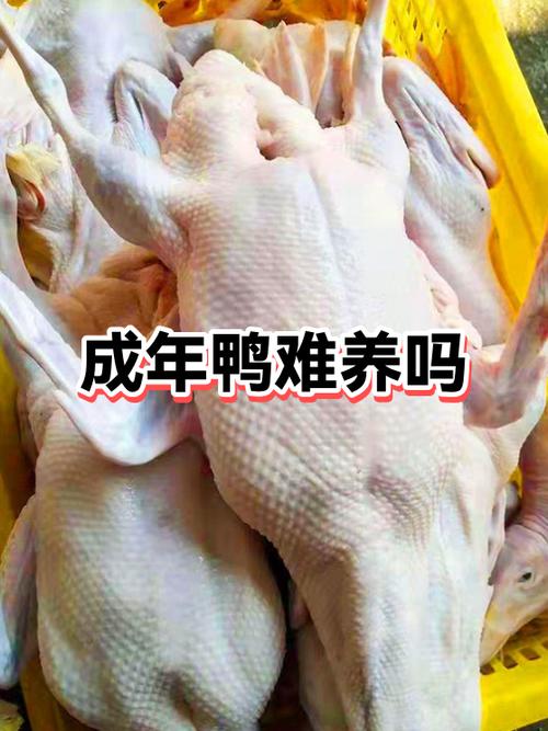 不能养一个鸭子的原因图标