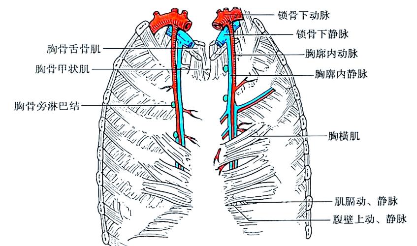 胸肋三角区位置示意图图标