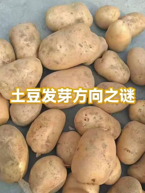 土豆小尖尖算不算发芽图标